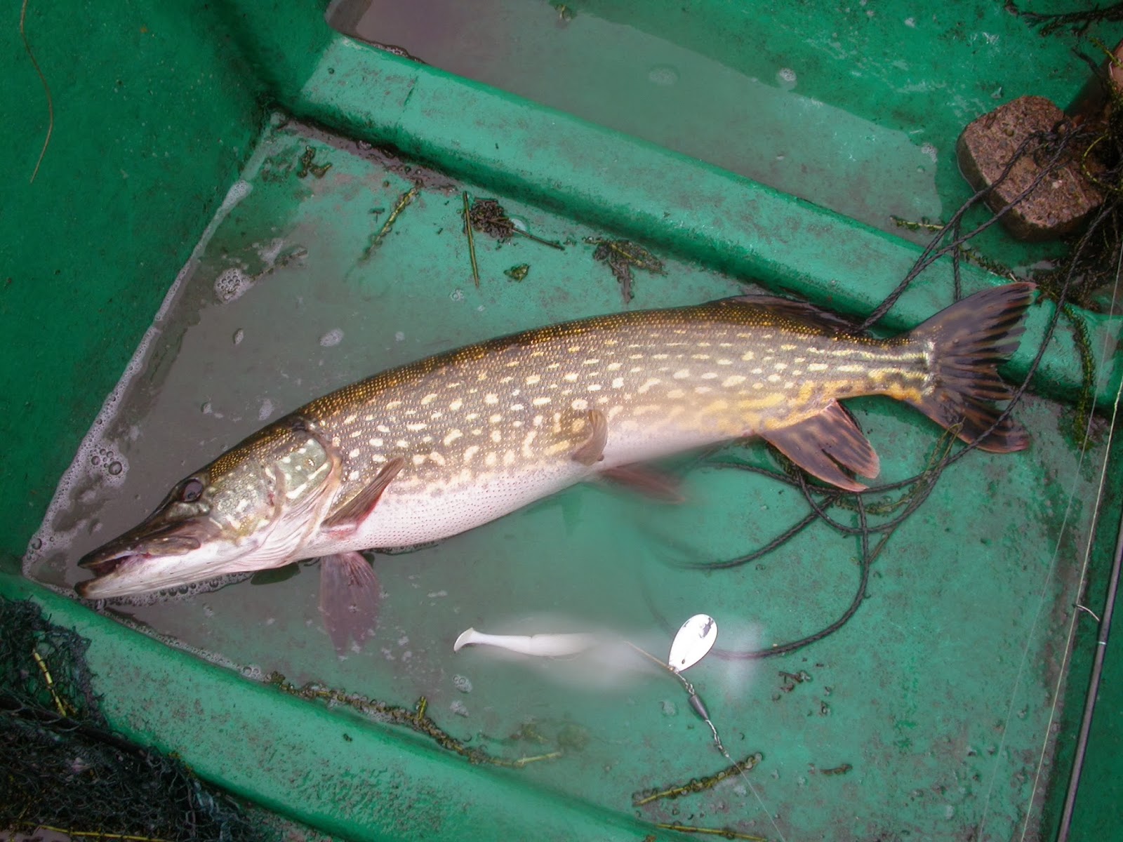 Brelan de brochets, le Jerky reprend la main