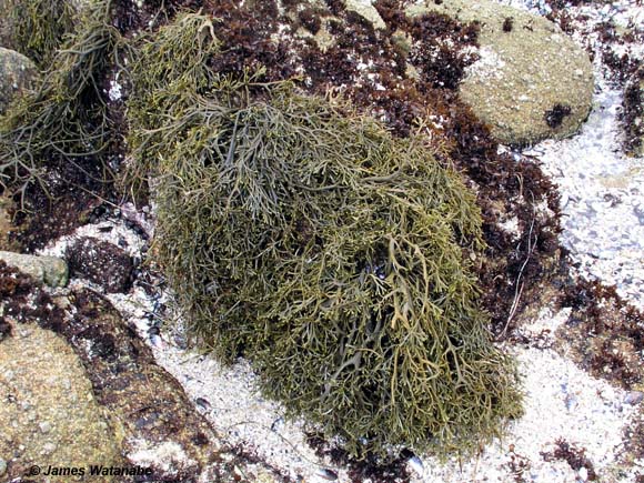 Fucaceae – Variety of Life