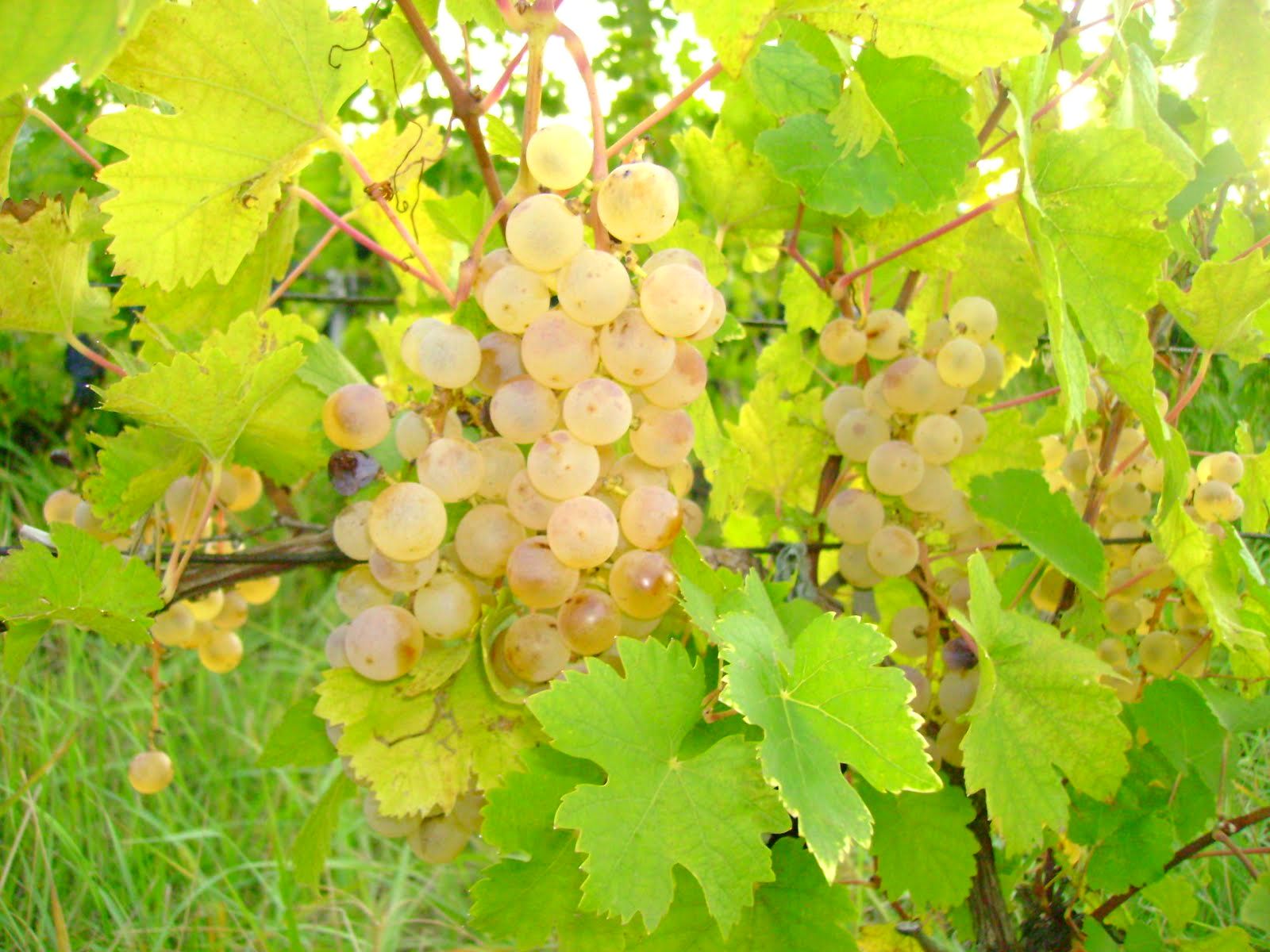 Lumina si Culoare: Struguri