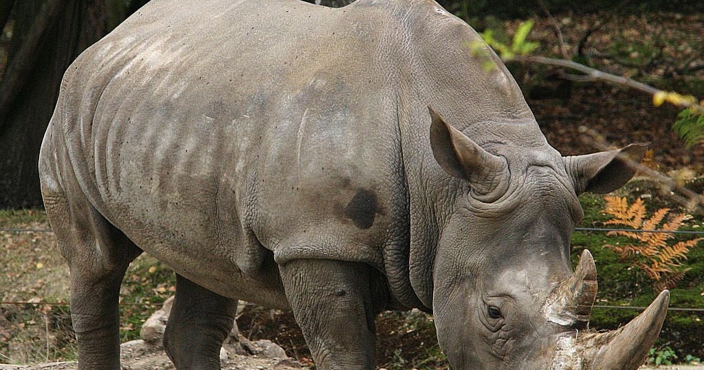 ivanildosantos: gambar badak jawa