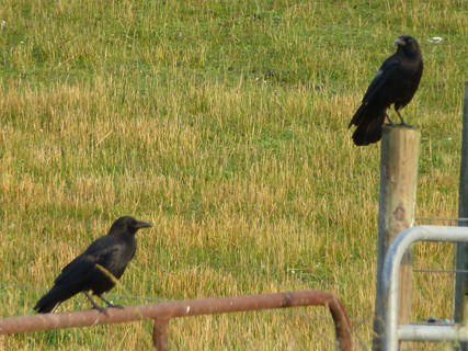 Homestead Hill Farm: Blasted Crows
