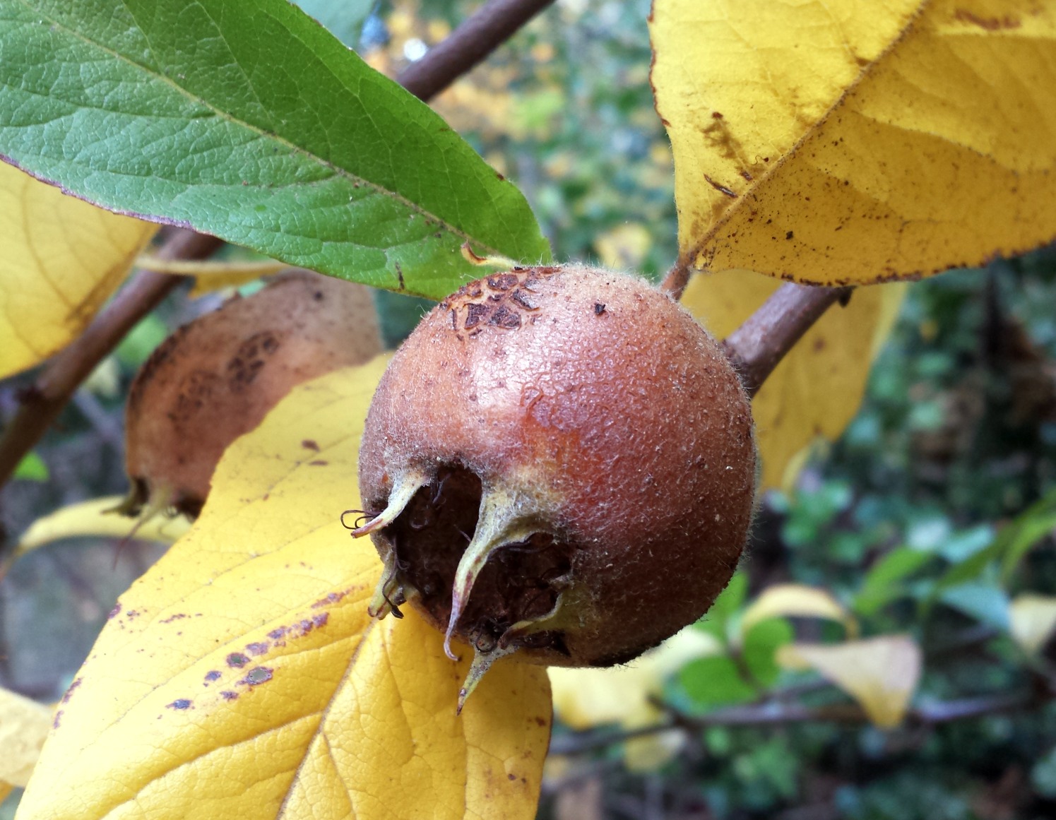 Musings from Little Grove Farm: Medlars Ripening - Forgotten Fruit of Fall