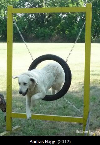 Kuvasz Klips: Agility Series -- the tire jump - 3