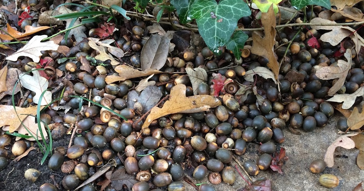 Ask A Master Gardener: Dealing with Acorns in Your Landscape