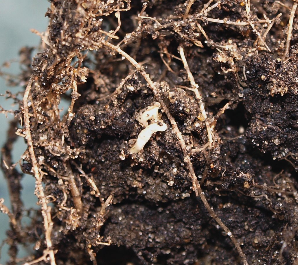 Mark's Veg Plot: Post Mortem