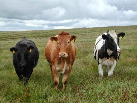 Keunikan Sistem Penghadaman Haiwan Ruminan |MyRokan