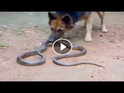 dgjk: Dog Vs Snake.Animals Real Fight Video