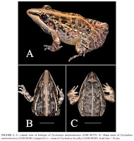 Species New to Science: [Herpetology • 2018] Ptychadena mutinondoensis ...