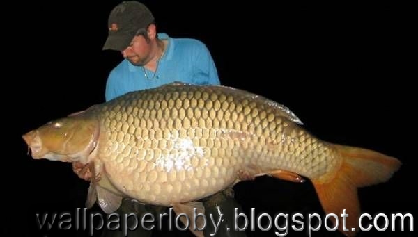 Fat Fish | Wallpaper Loby