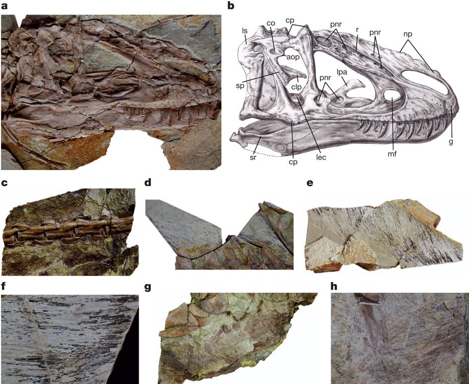 Species New to Science: [Paleontology • 2012] Yutyrannus huali ...