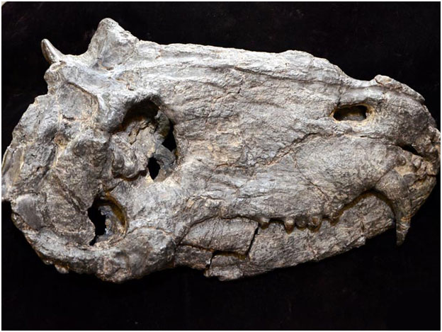 Turma da História: Paleontólogos apresentam fóssil do 'Matador dos ...