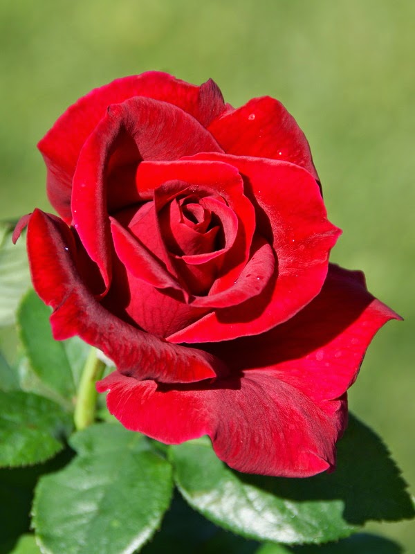 Organic Garden Dreams: October Roses