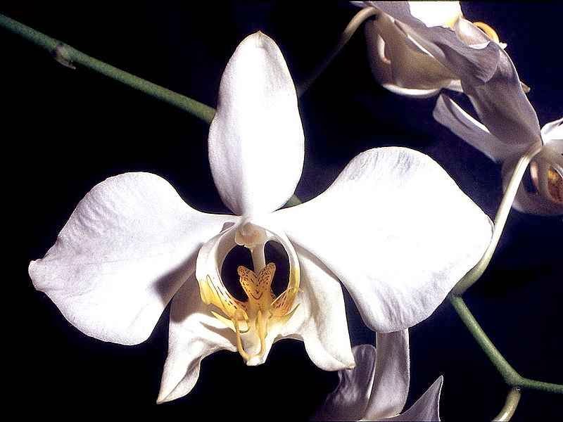 80+ Gambar Bunga Puspa Pesona