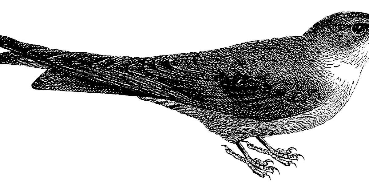 Digital Stamp Design: Printable Bird Image Transfer Illustration ...