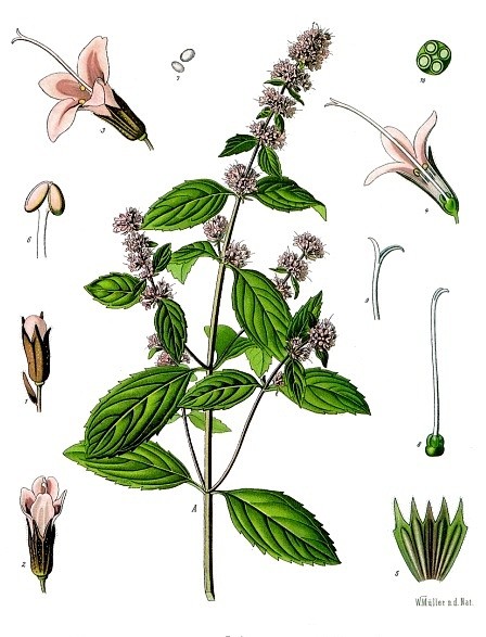 TEMPERANTE