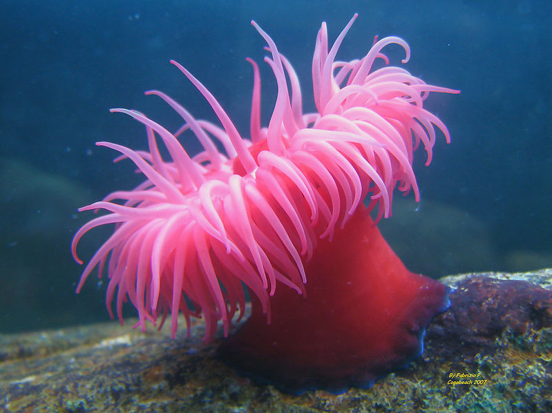 Anémona de mar rosa Anémona de mar rosa
