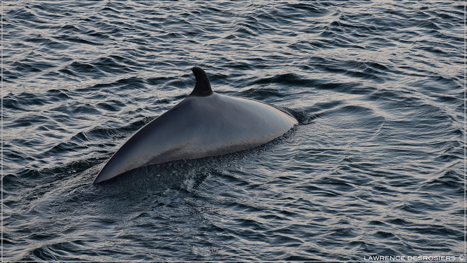 Photos, mots et dessins: Rorqual…