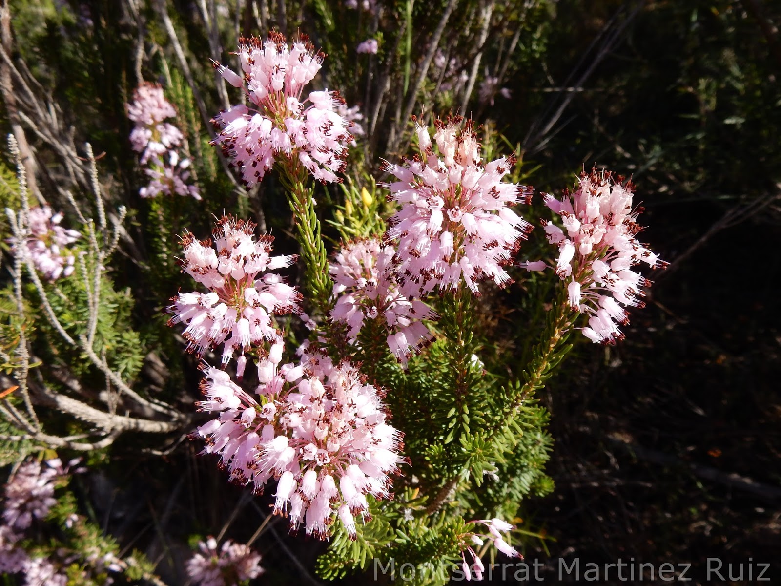 ERICA MULTIFLORA y ULEX PARVIFLORUS - BOTÀNIC SERRAT