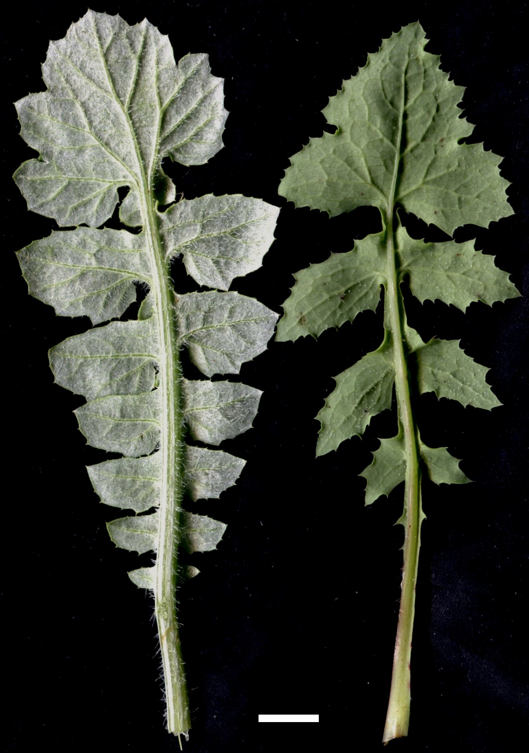 Theobrominated: Wednesday wildflower: Cape weed