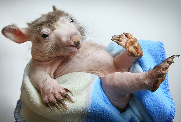 Funny And Cute Wombat | Funny Animals