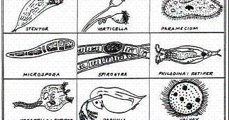 Pond Life Microorganisms