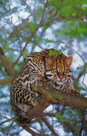 PARQUES NACIONALES Y RESERVAS MAS IMPORTANTES EN EL ECUADOR: RESERVA ...