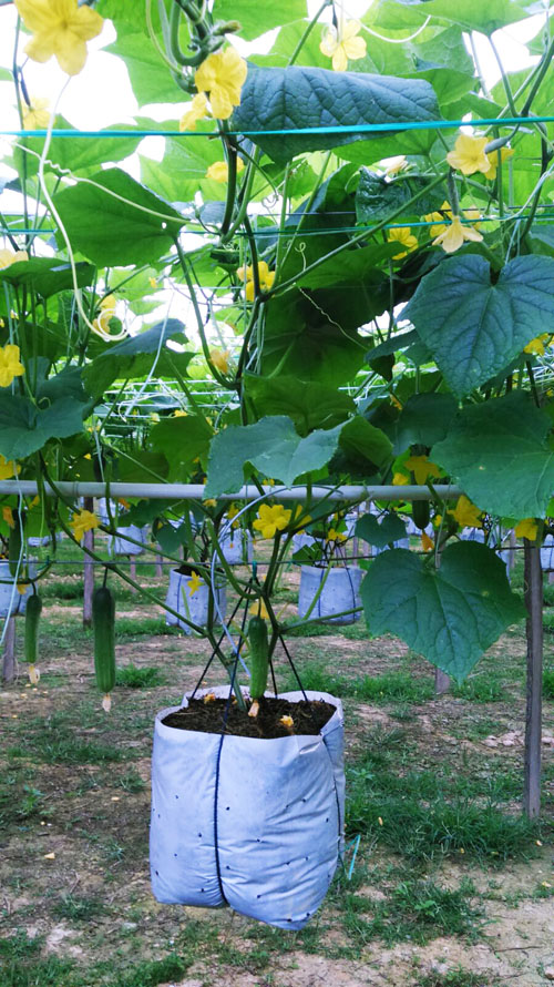 CMBIZZ Agro Trainer Dengan Kerjasama Kuala Medang BioFarm: Fertigasi Timun