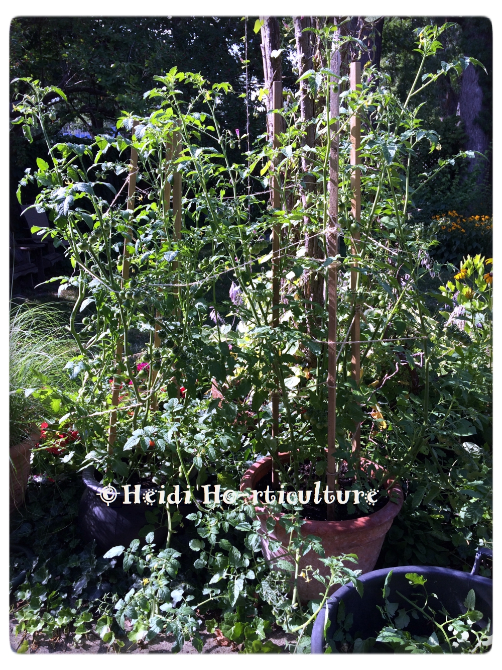Heidi Horticulture: Thinning Out Tomatoes