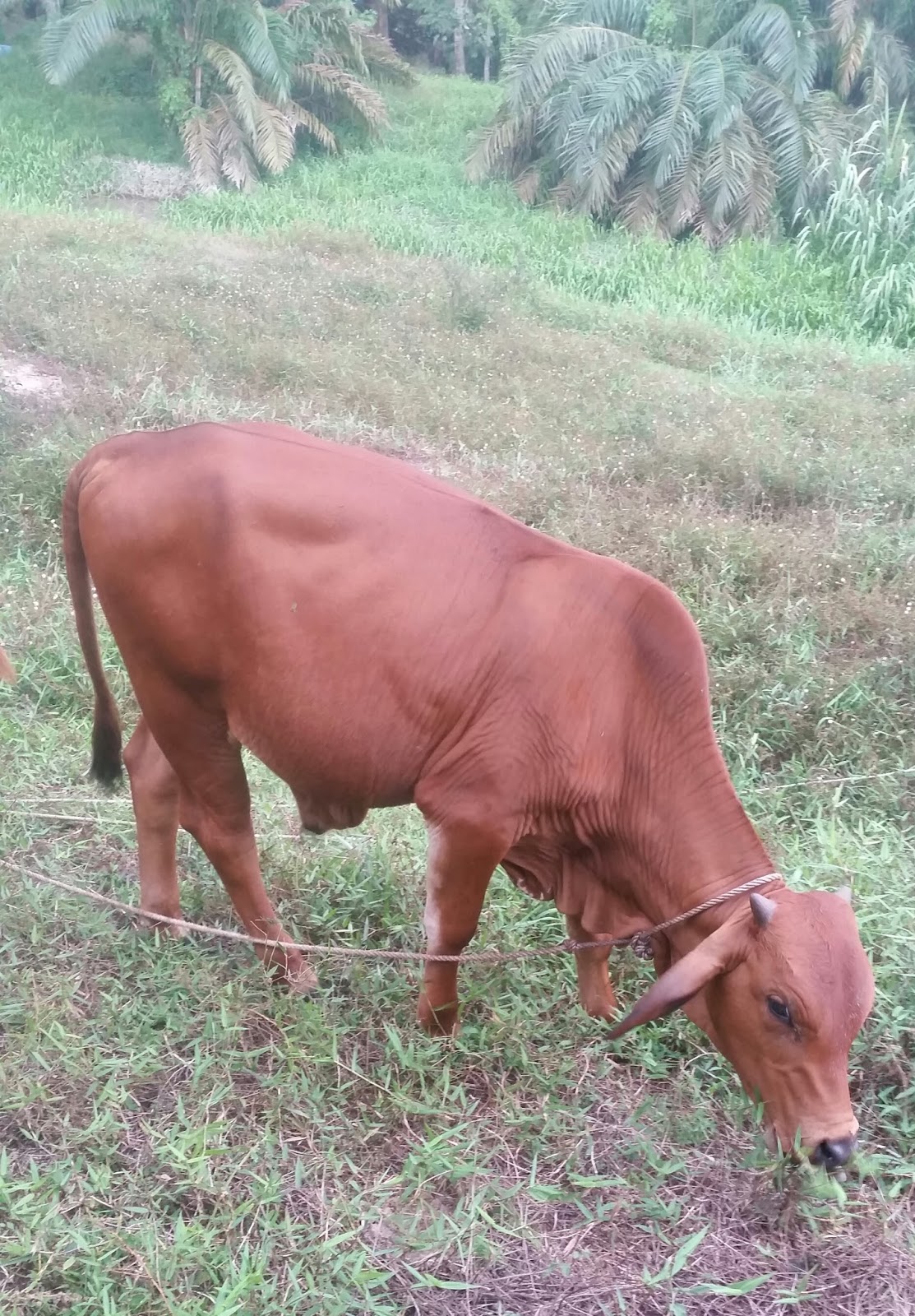 Warisan Petani: Ternakan Lembu 11.