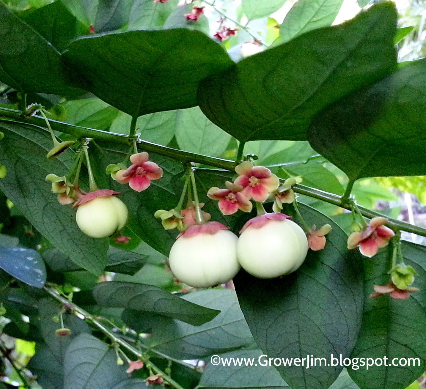 Garden Adventures: Katuk (Sauropus androgynus)