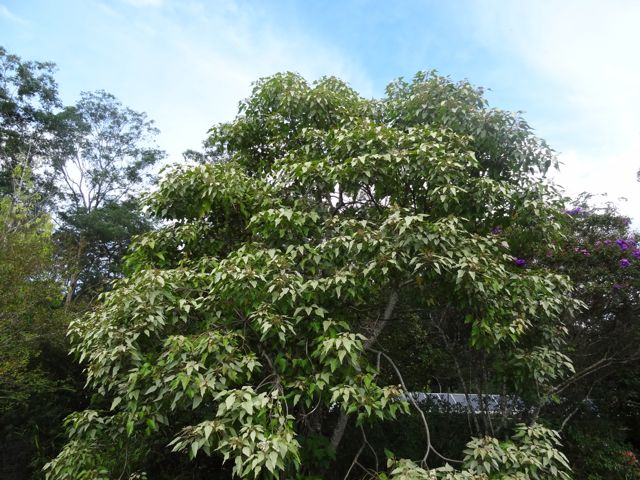 Bellingen Seed Savers: Garden visit to a developing food forest at ...