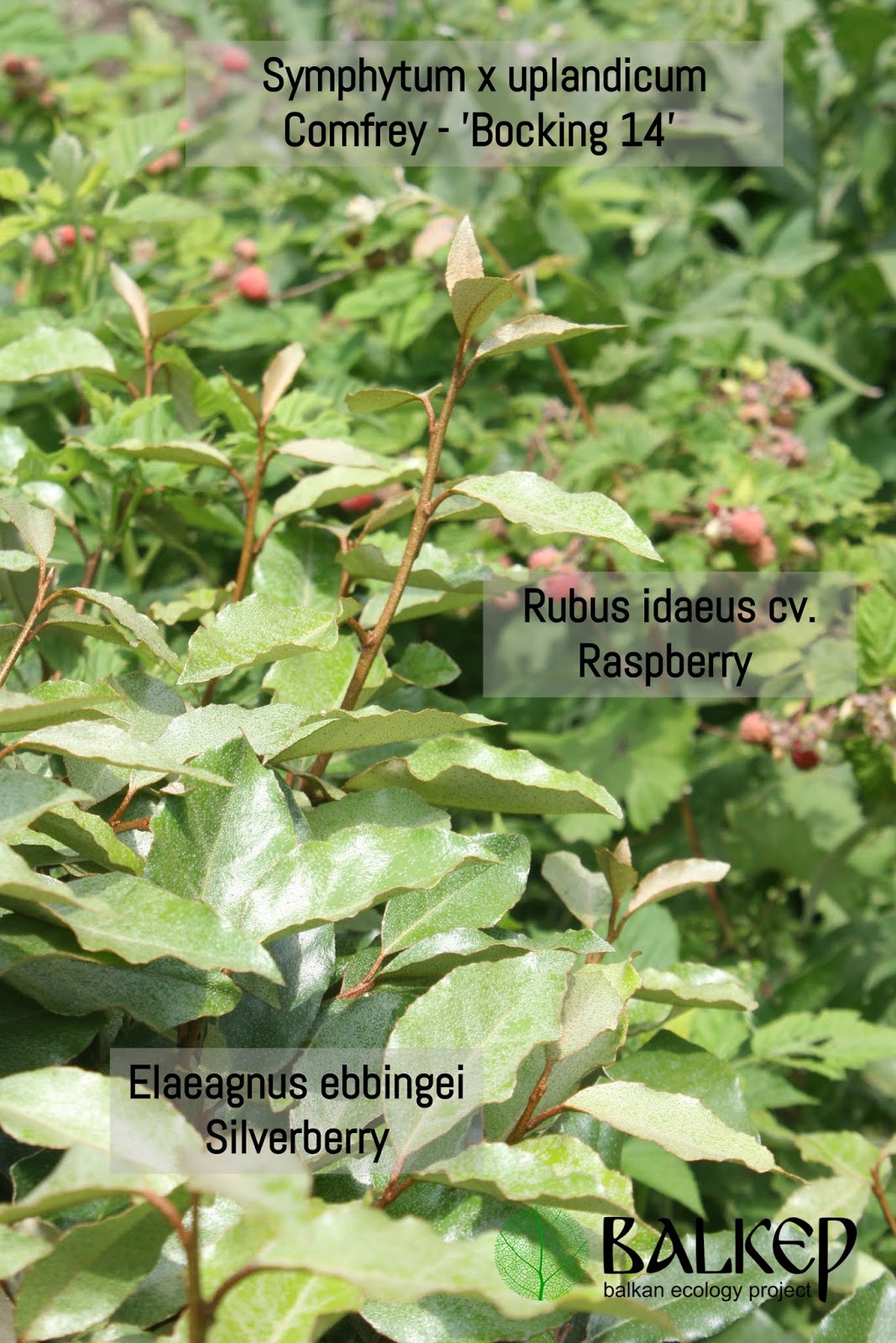 Balkan Ecology Project : Contour Beds, Forest Garden Layers and ...