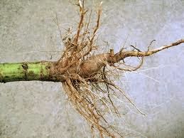 Menakjubkan 15+ Gambar Akar Bunga Matahari - Gambar Bunga Indah