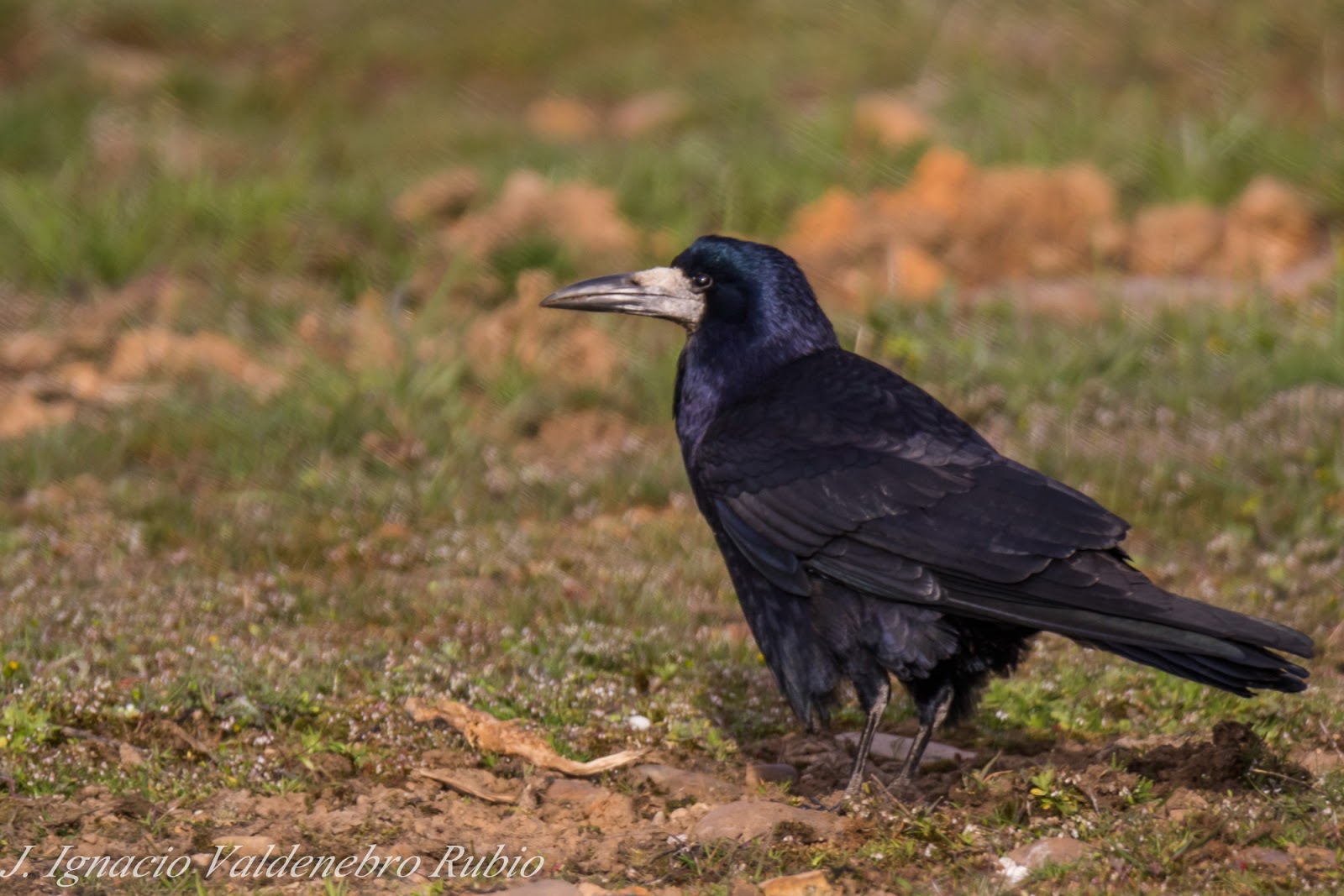 DocNatureBlog: Un ave con un aspecto poco agraciado y con enigma. Graja ...