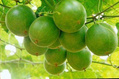 Spikenard and Myrrh: Luo Han Kuo - Arhat Fruit