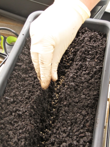 Alface na varanda: Transplante e nova sementeira.