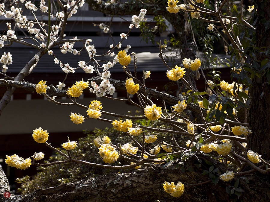 FROM THE GARDEN OF ZEN: Mitsumata (Edgeworthia chrysantha) flowers in ...
