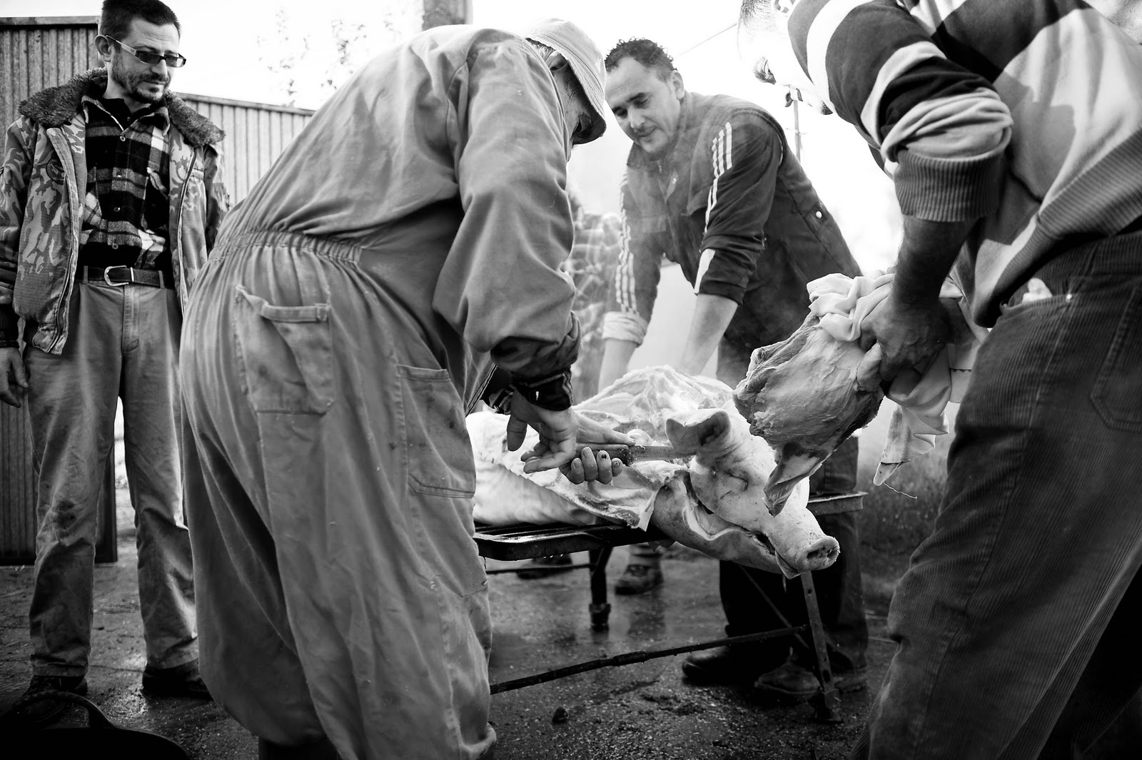 VPV | FOTO: Matança del Porc