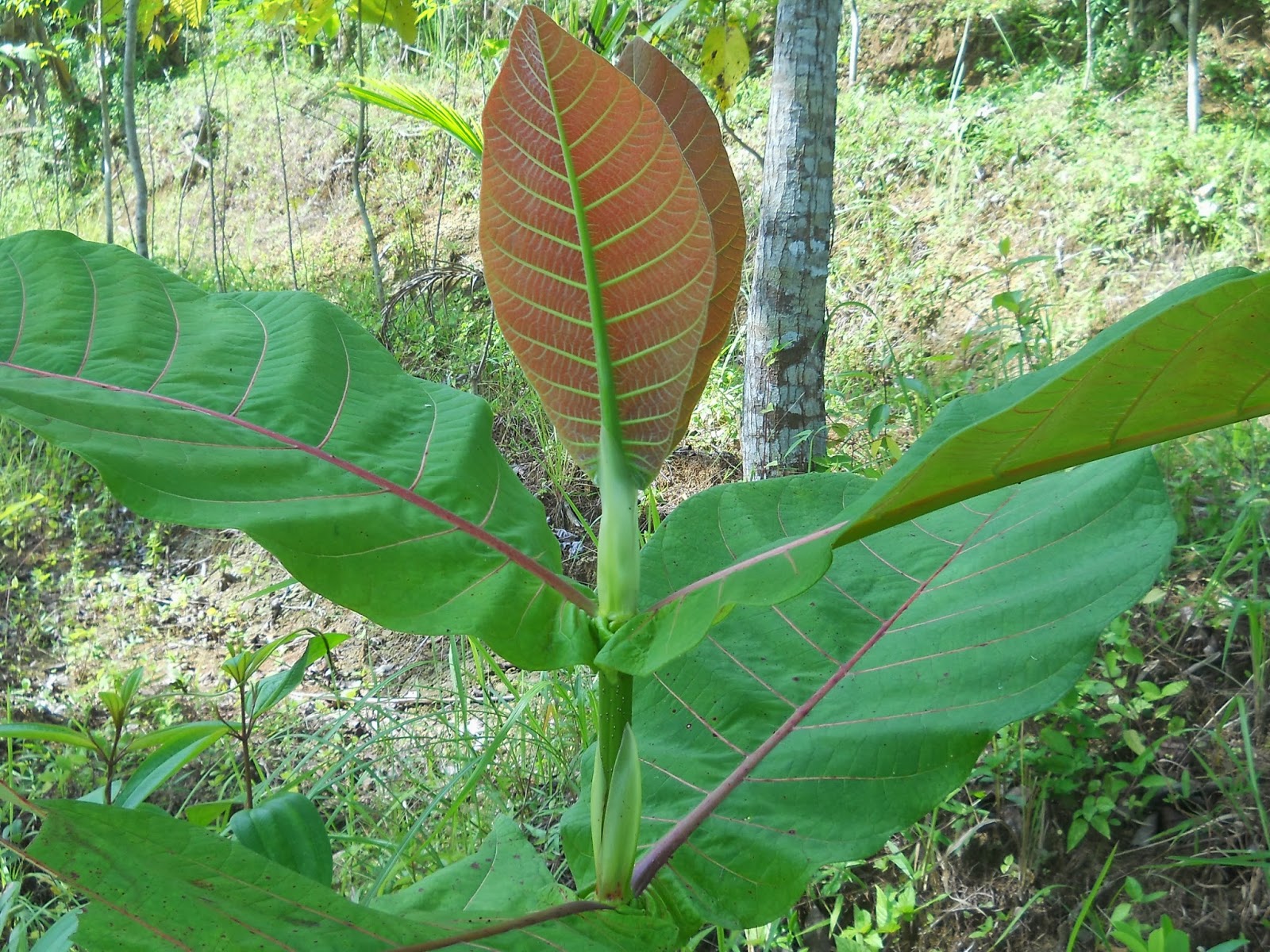 Pusat Bibit Unggul: Teknik Budidaya Tanaman Jabon di Era Sekarang