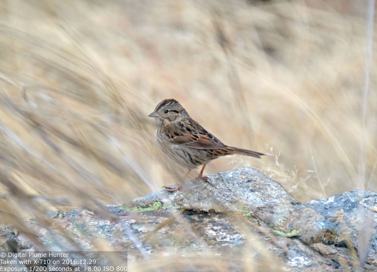 Hunting Digital Plumes in the US and Beyond: Spectacular Sparrows of ...