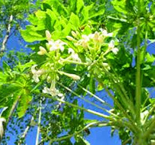 Manfaat Bunga Pepaya