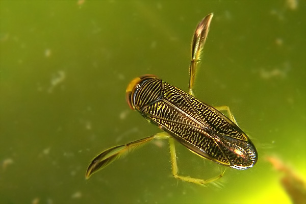 zainudin100594Bio: Tungkai pada Insecta