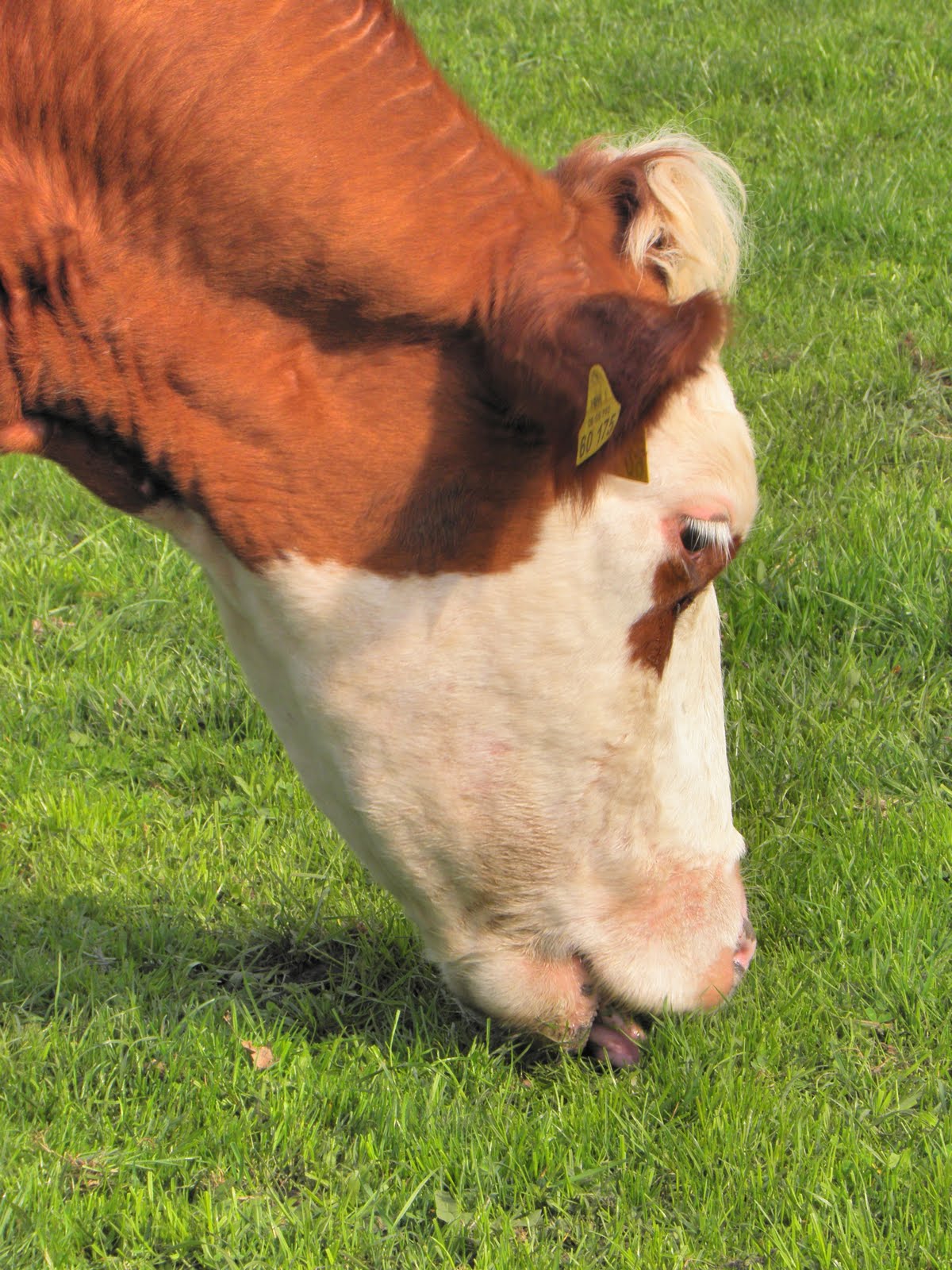 News You Can Use: Understanding how cattle turn feed into beef