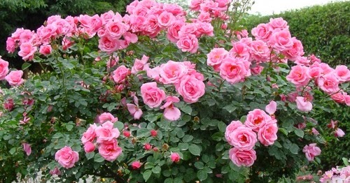 Cara Merawat Bunga Mawar Yang Baru Dibeli - TUKANG TAMAN SURABAYA