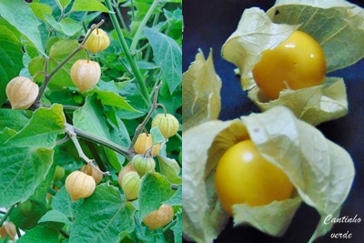 Cultivo da physalis - Cantinho verde - horta e jardim