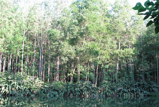 Tamilnadu Tourism: 32-Km Loop Road, Yercaud