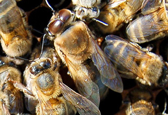 Obreras de Miel: Perpetuar los genes - Los Zánganos