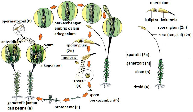 Kingdom Plantae : Tumbuhan Non Vaskuler (Bryophyta atau Lumut ...