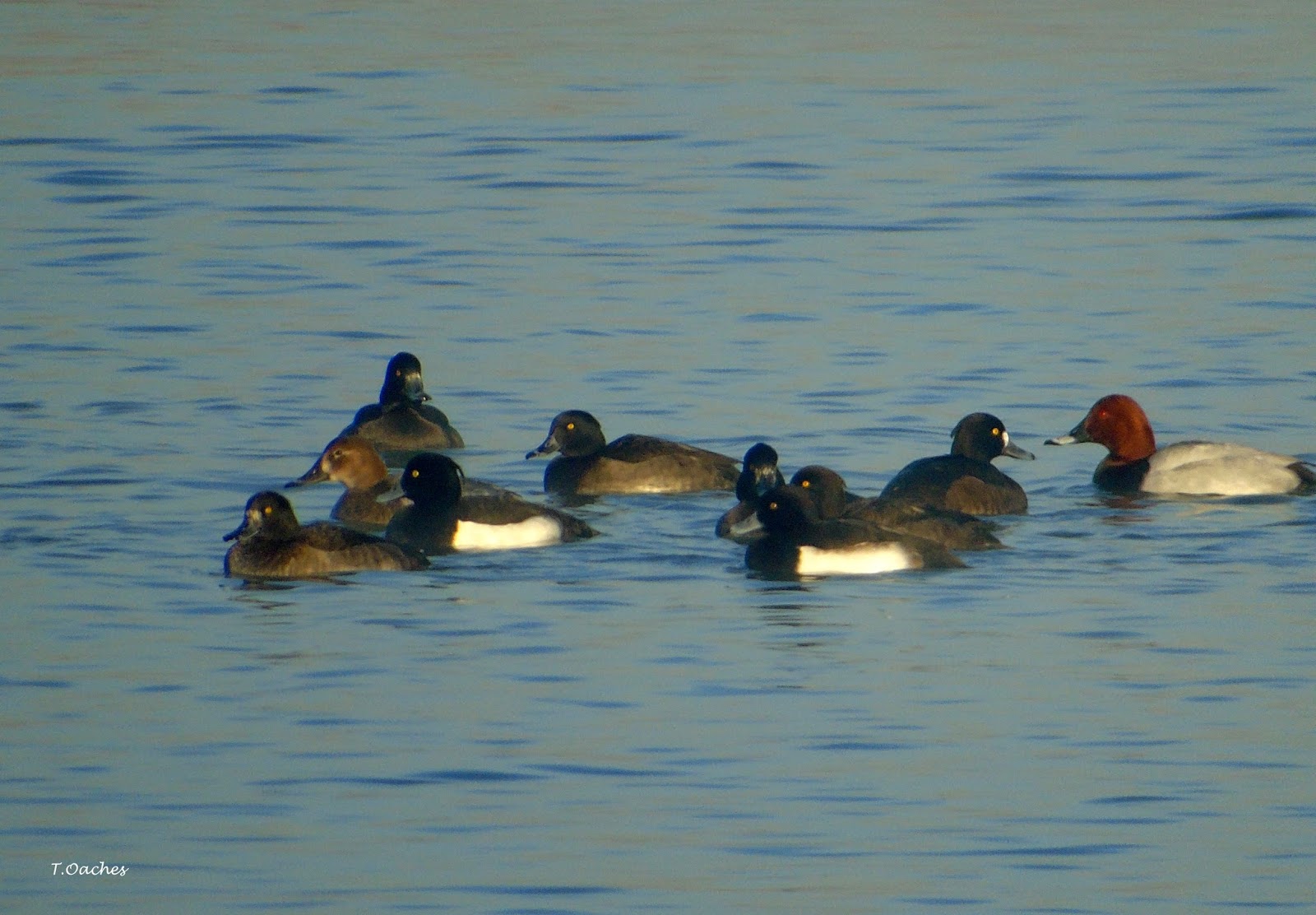 PASARI DIN ROMANIA: RATA MOTATA, Aythya fuligula