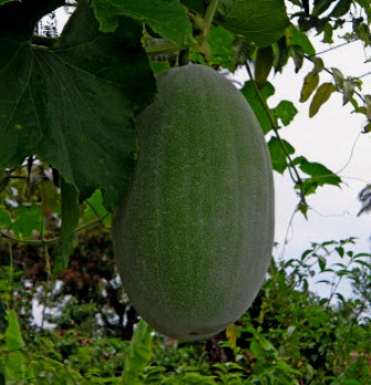 Manfaat Buah Beligo Atau Kundur Bagi Kesehatan - ManfaatQ